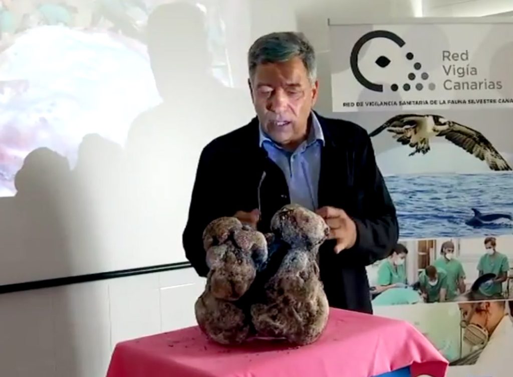 A valuable lump of ambergris, worth nearly £200,000, has been found ...