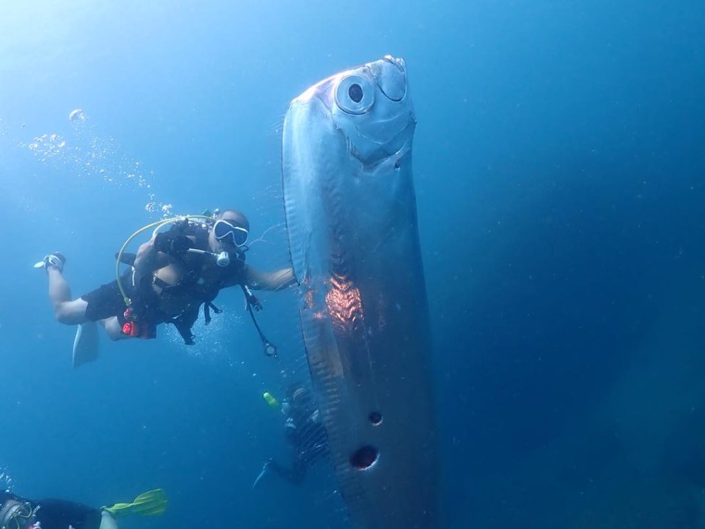 Divers Encounter Enormous ‘Earthquake Fish’ with Bite Marks - Z News ...