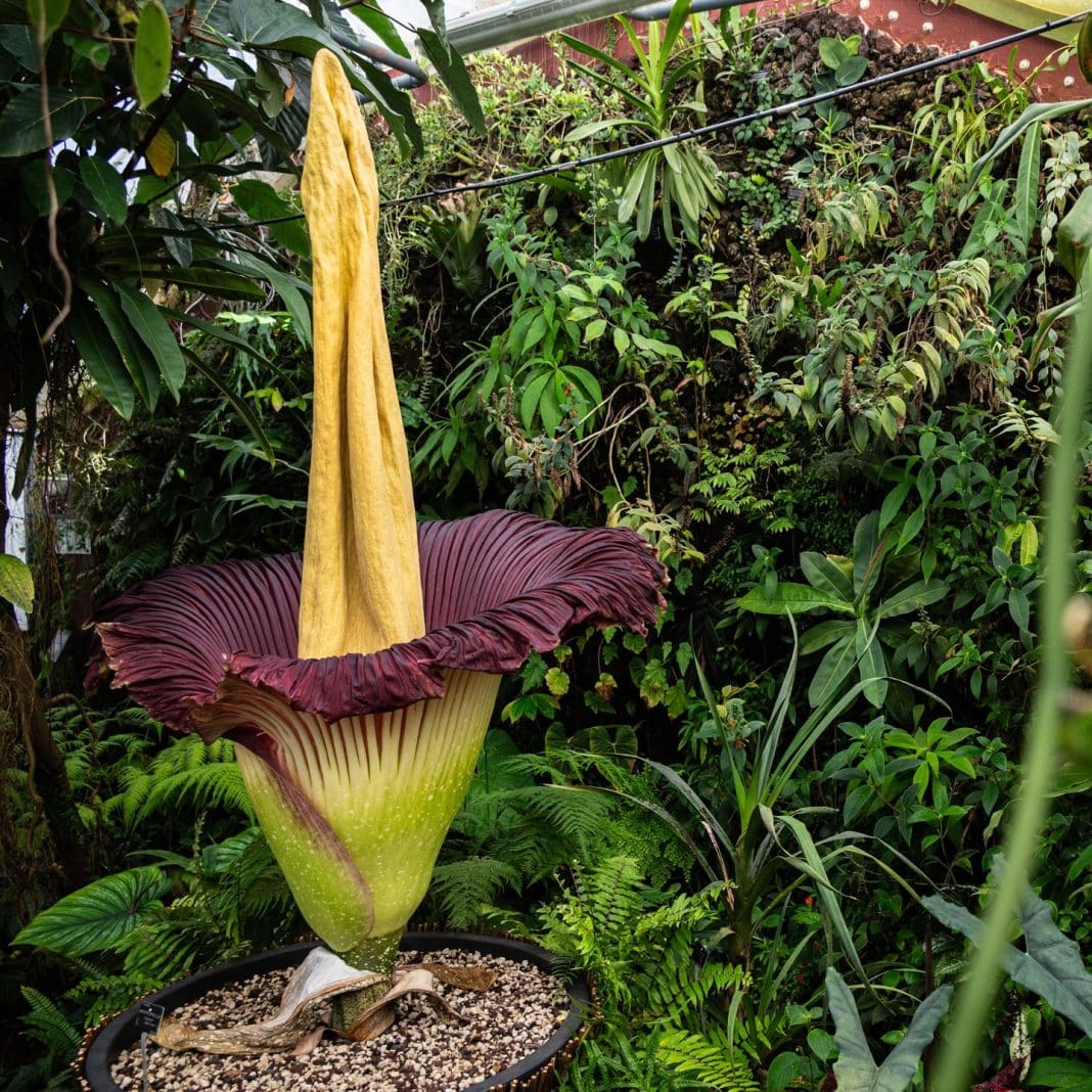 Rare Blooming of Phallic Plant Delights Visitors for Limited Time ...