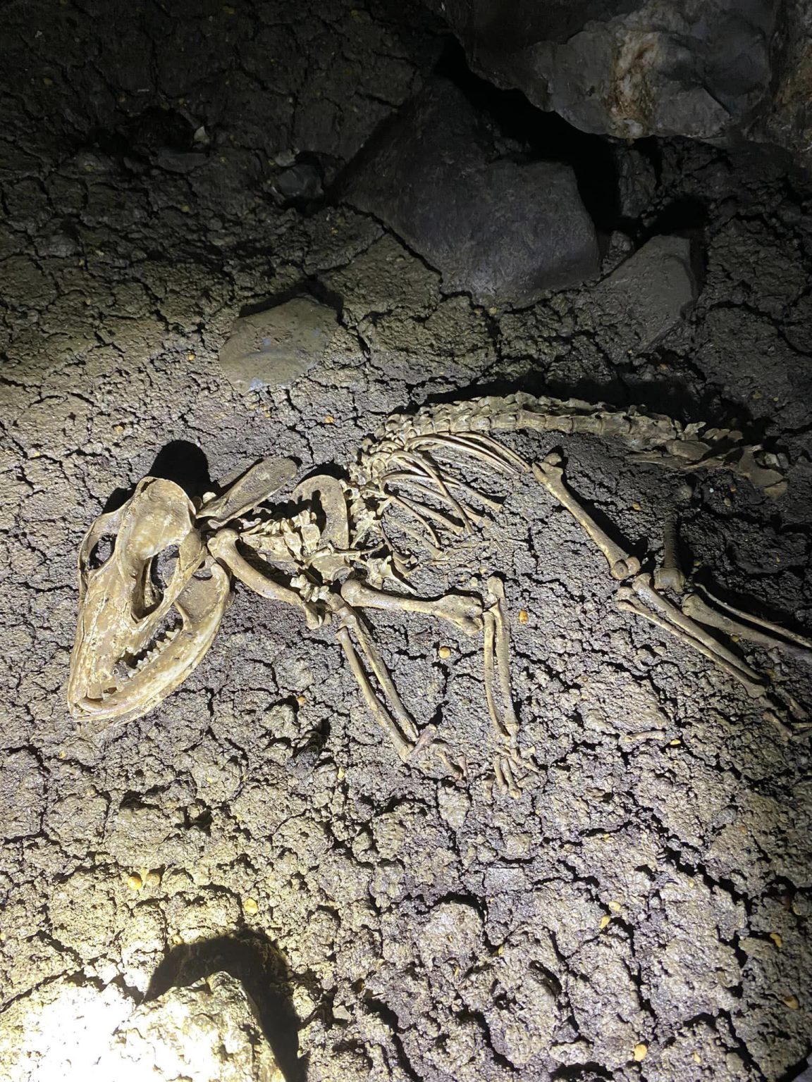 Enigmatic Skeleton Discovered in Untouched Abyss Known as the ‘Heart of ...