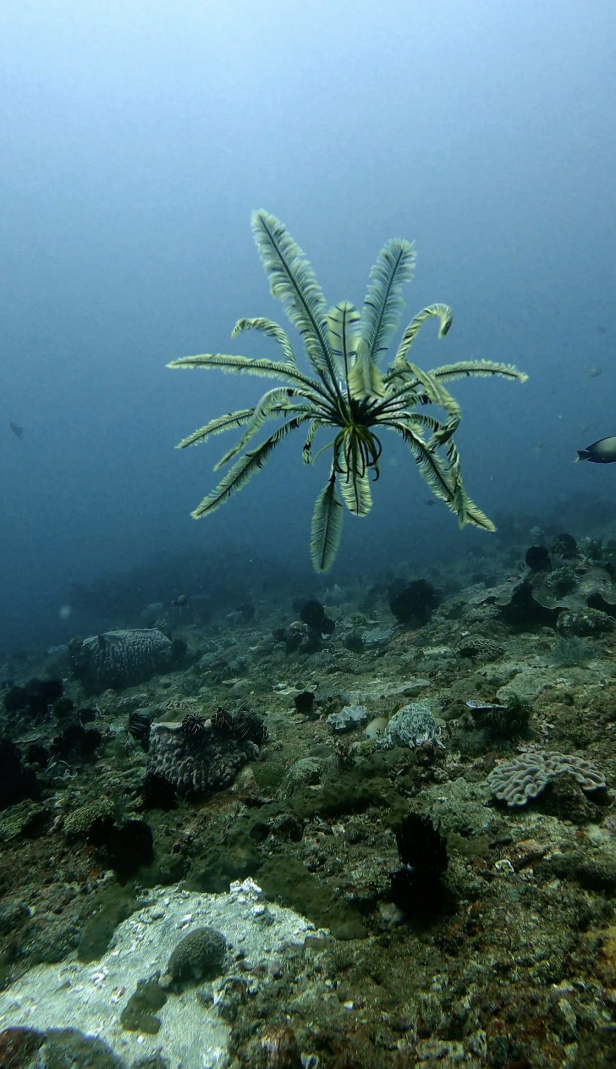 Underwater Photographer Captures Astonishing Sight of Feather Starfish ...