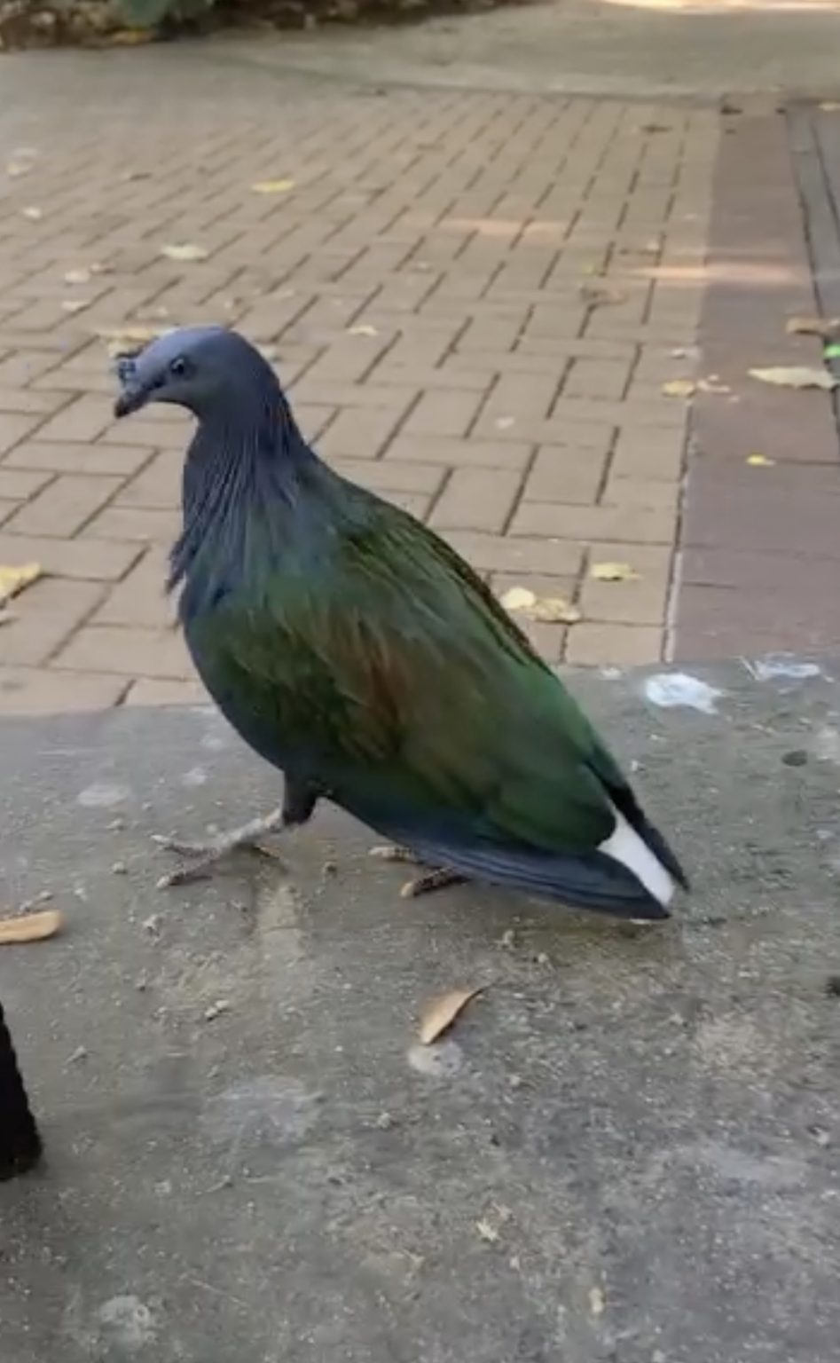 Rare Nicobar Pigeon, Relative of the Dodo, Spotted Far from Home in ...
